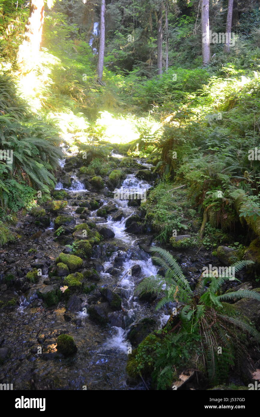 Rainforest creek hi-res stock photography and images - Alamy