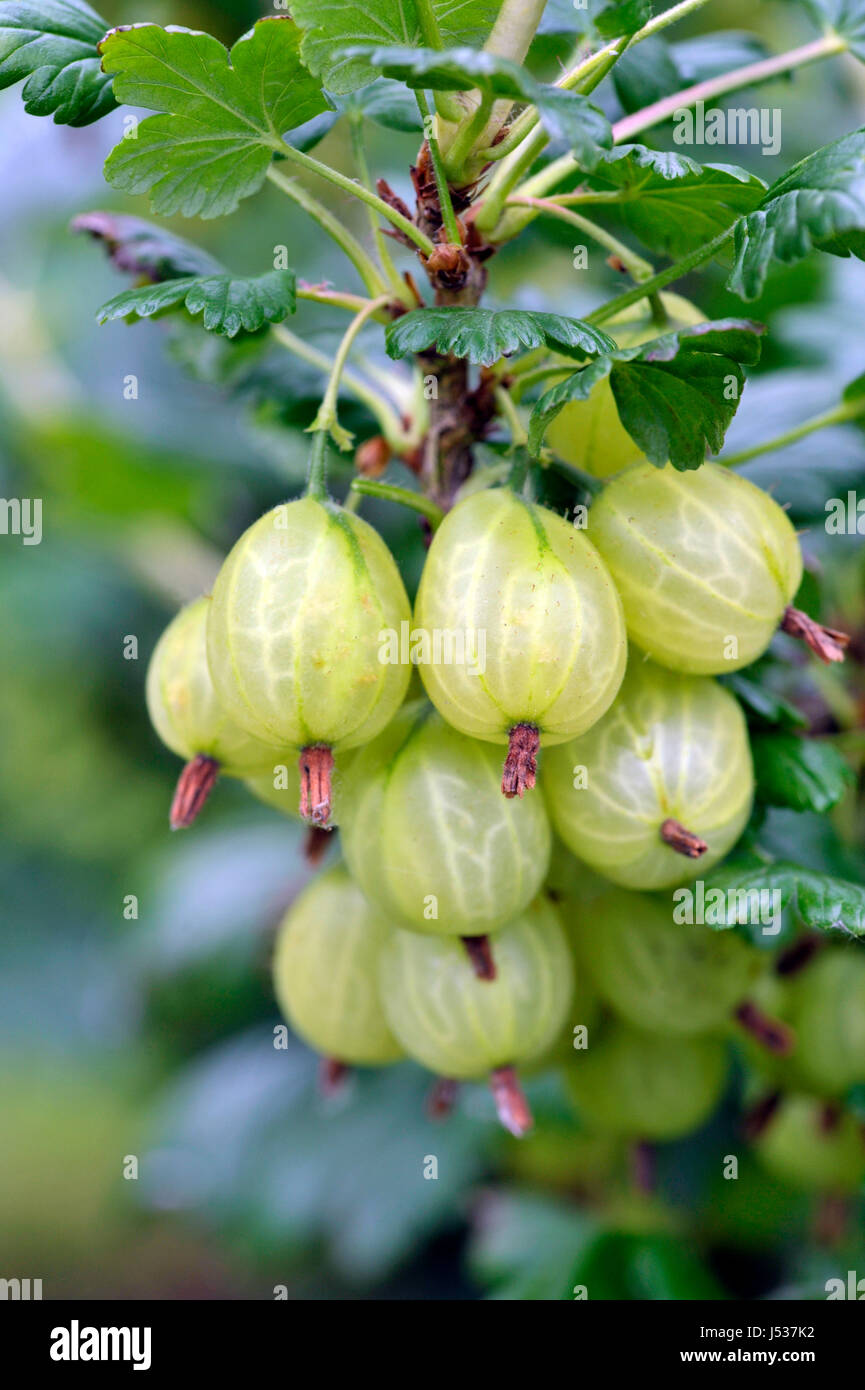 Variety of gooseberry hi-res stock photography and images - Alamy