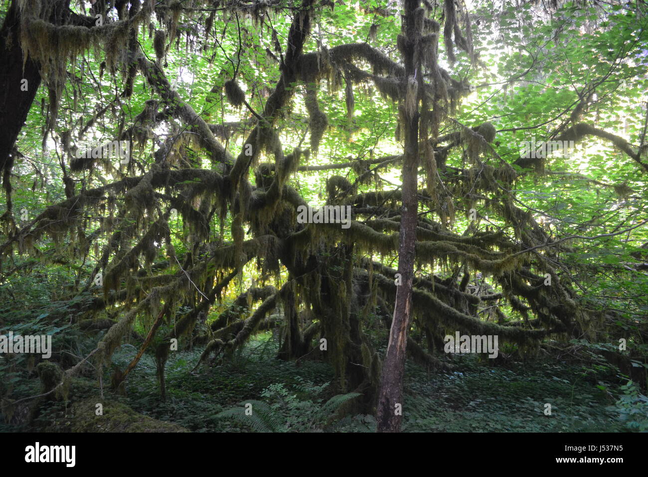 Medusa tree hi-res stock photography and images - Alamy