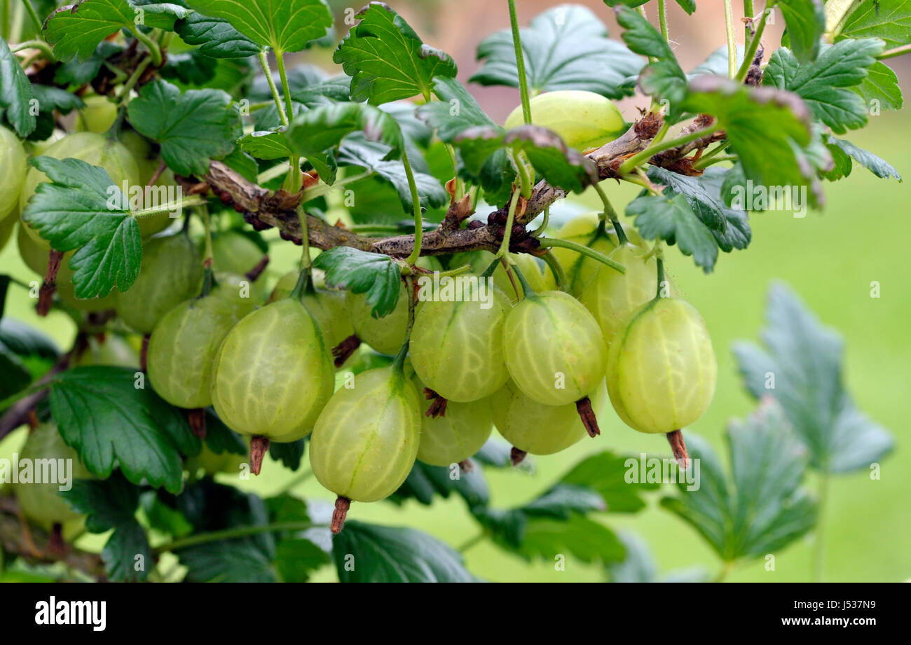 Ripe culinary European Gooseberry fruits on a bush. Soft fruit variety ...