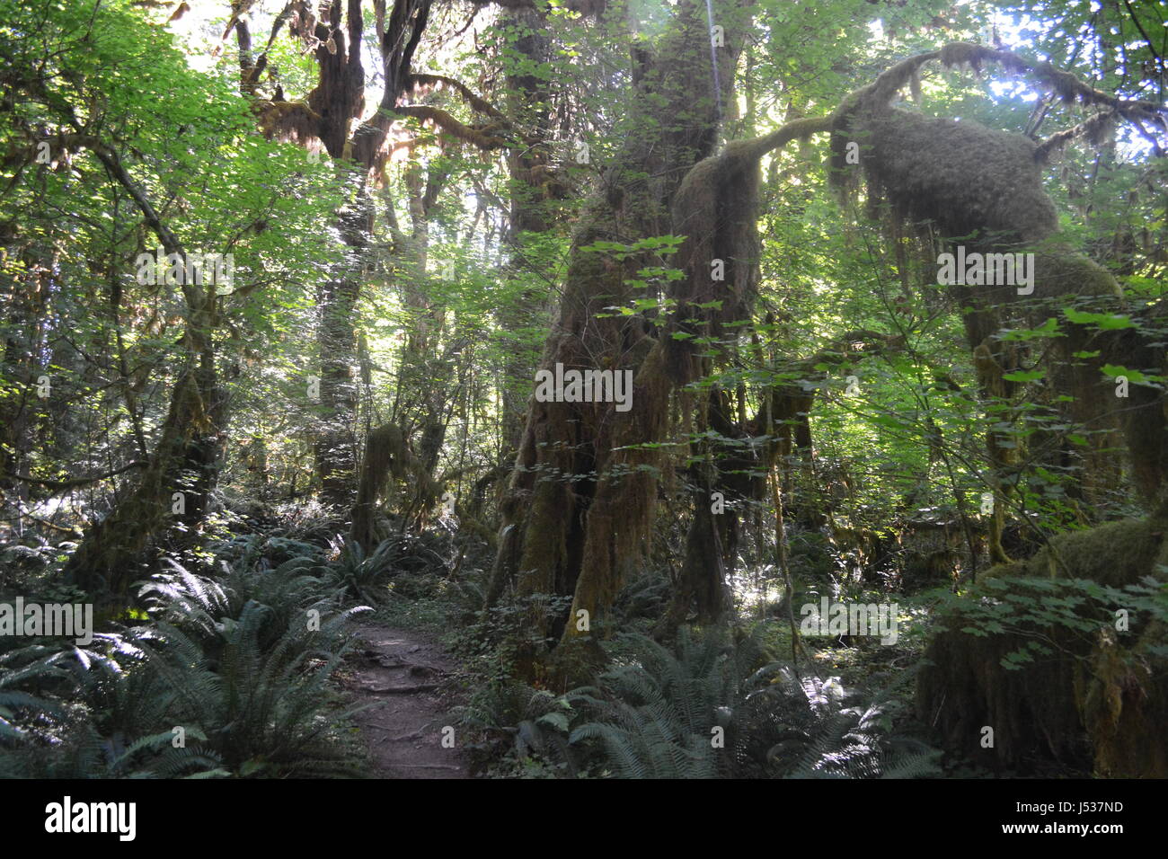 In the thicket Stock Photo - Alamy