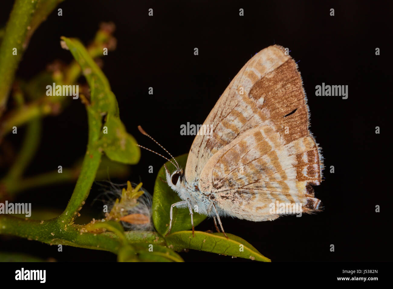 Lycaenidae caterpillar hi-res stock photography and images - Alamy