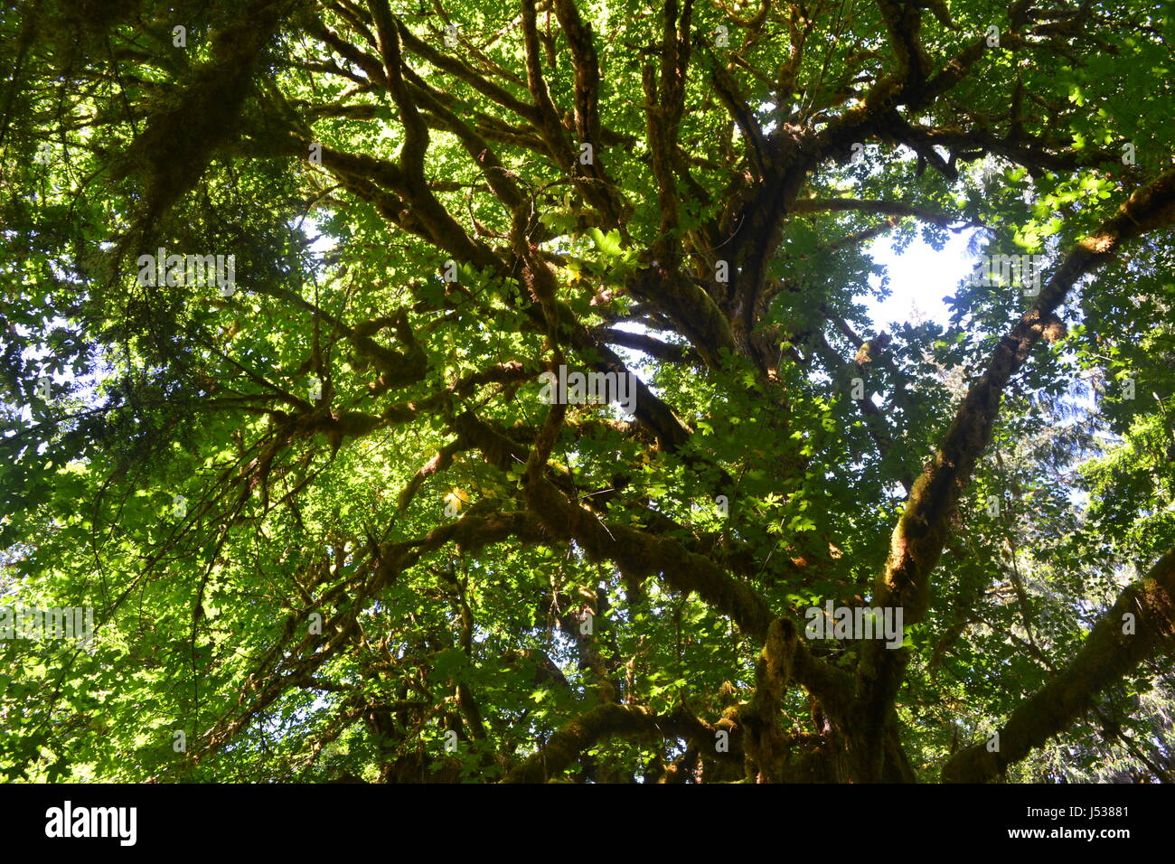 Canopy of maple trees hi-res stock photography and images - Alamy