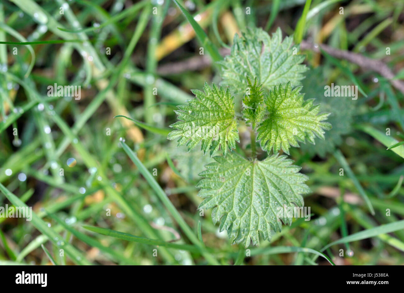 Wild stinging nettle or common nettle plant, urtica dioica, growing in ...