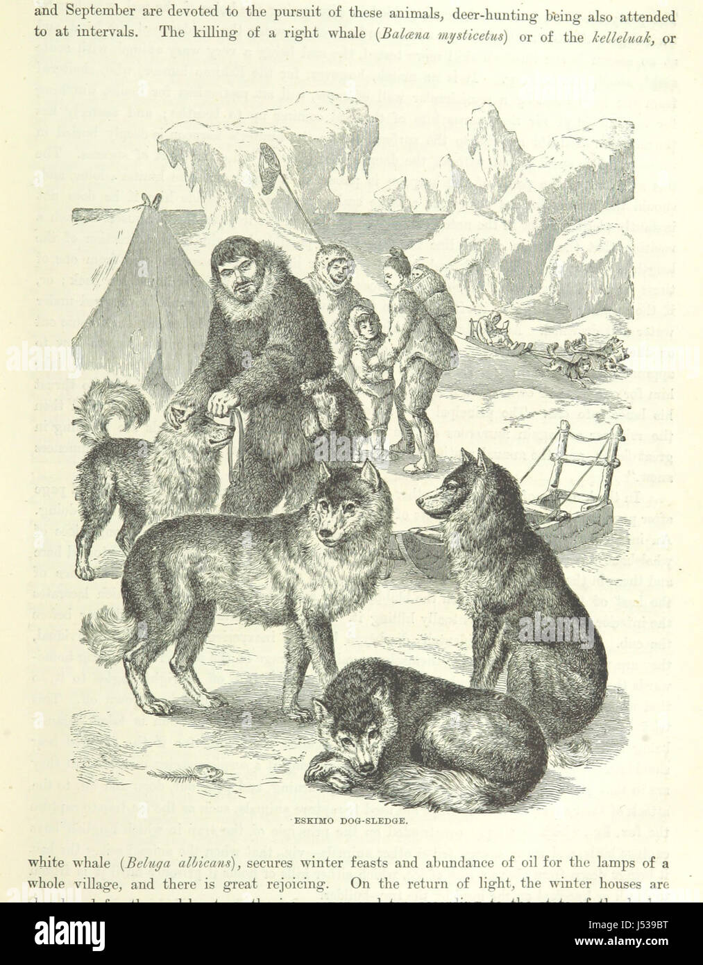 The copies of the world map from the Borgia Museum, referenced in the ...