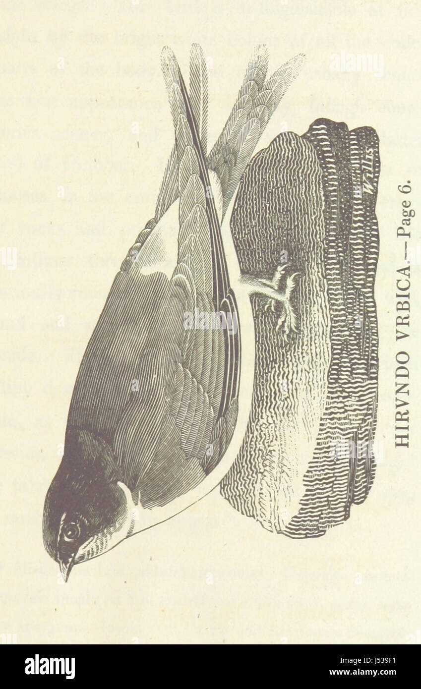 Observations of the natural history of the swallow tribe; with ...