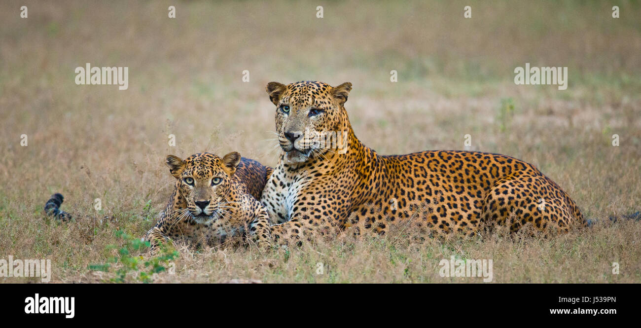 Male and female leopard on the grass together. The period of mating ...