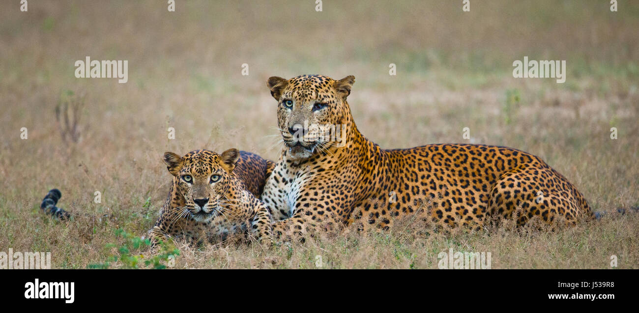 Male leopard climbing in tree hi-res stock photography and images - Alamy