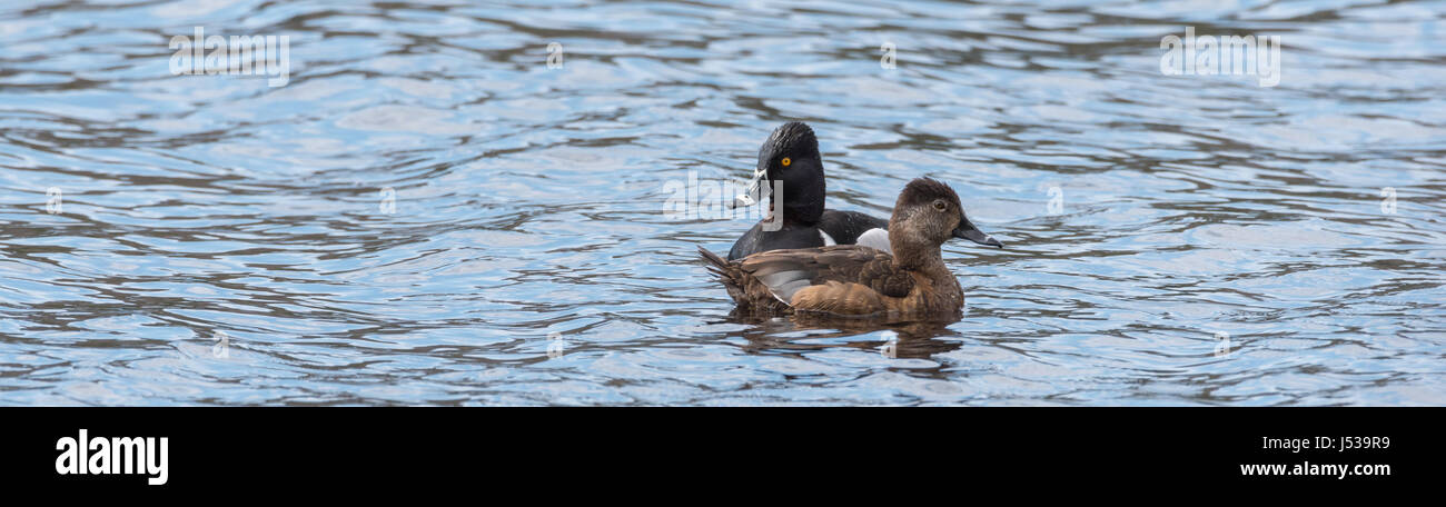 Ring-necked ducks. Mating pairs compete for the best genes during their ...
