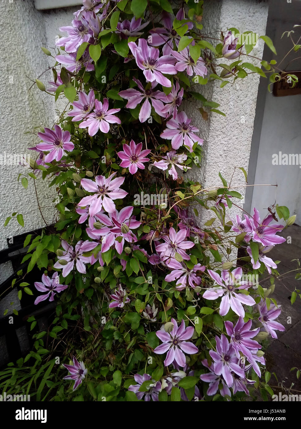 Evergreen clematis hi-res stock photography and images - Alamy
