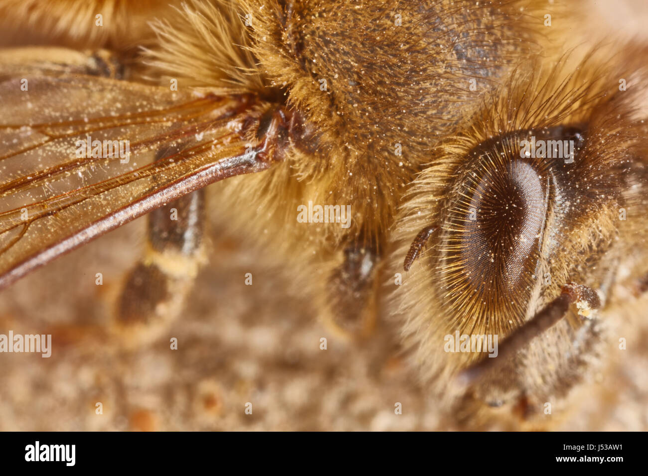 Compound eye microscope hi-res stock photography and images - Alamy