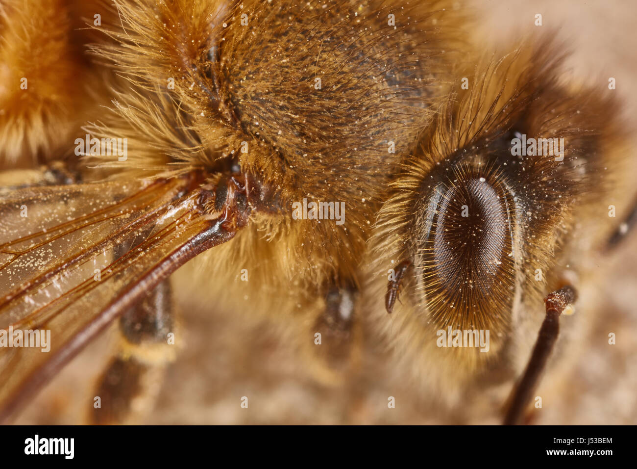 Bee eye close up hi-res stock photography and images - Alamy