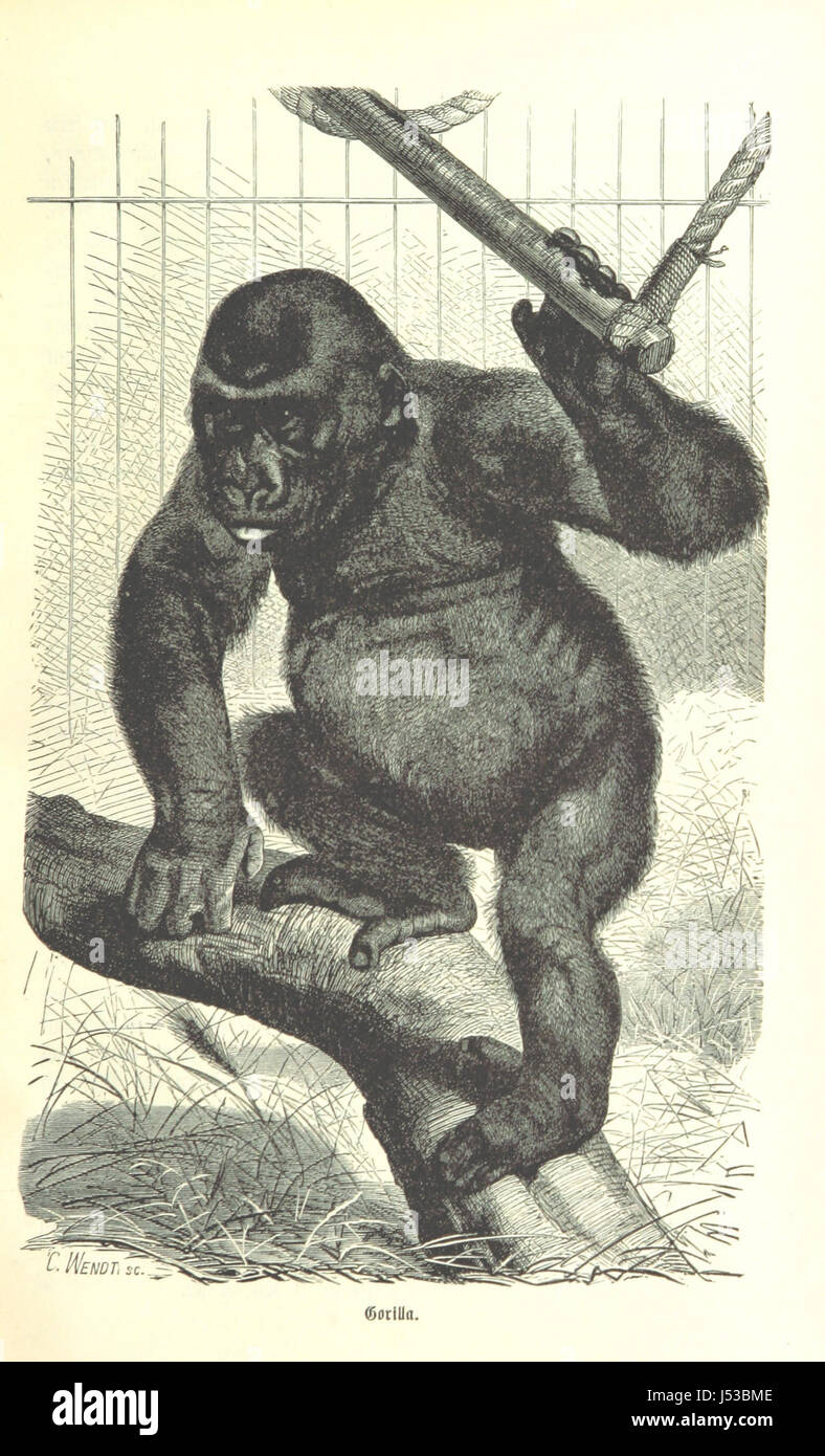 Human like primate hi-res stock photography and images - Alamy