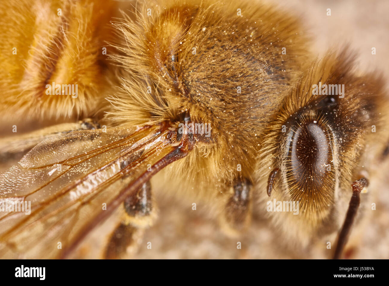 Eye and wing of a working bee extreme macro close up Stock Photo - Alamy