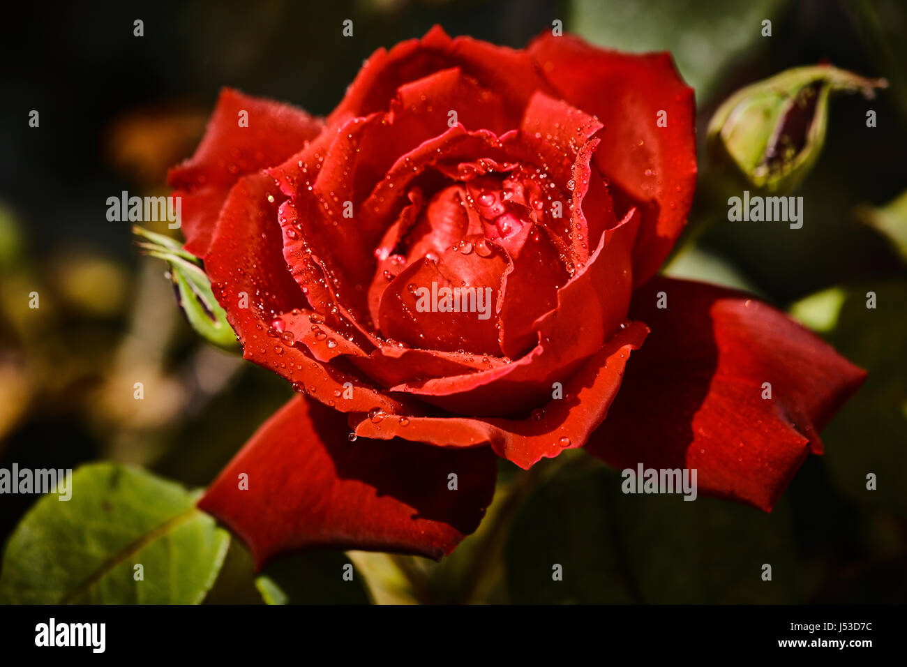 Gift of rain hi-res stock photography and images - Alamy