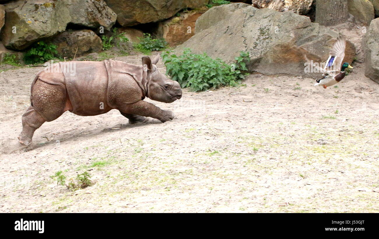 Boisterous baby Greater one-horned Indian rhinoceros (Rhinoceros ...