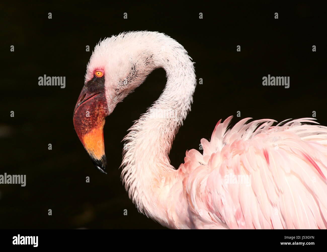 Portrait closeup of a preening African Lesser flamingo (Phoeniconaias ...