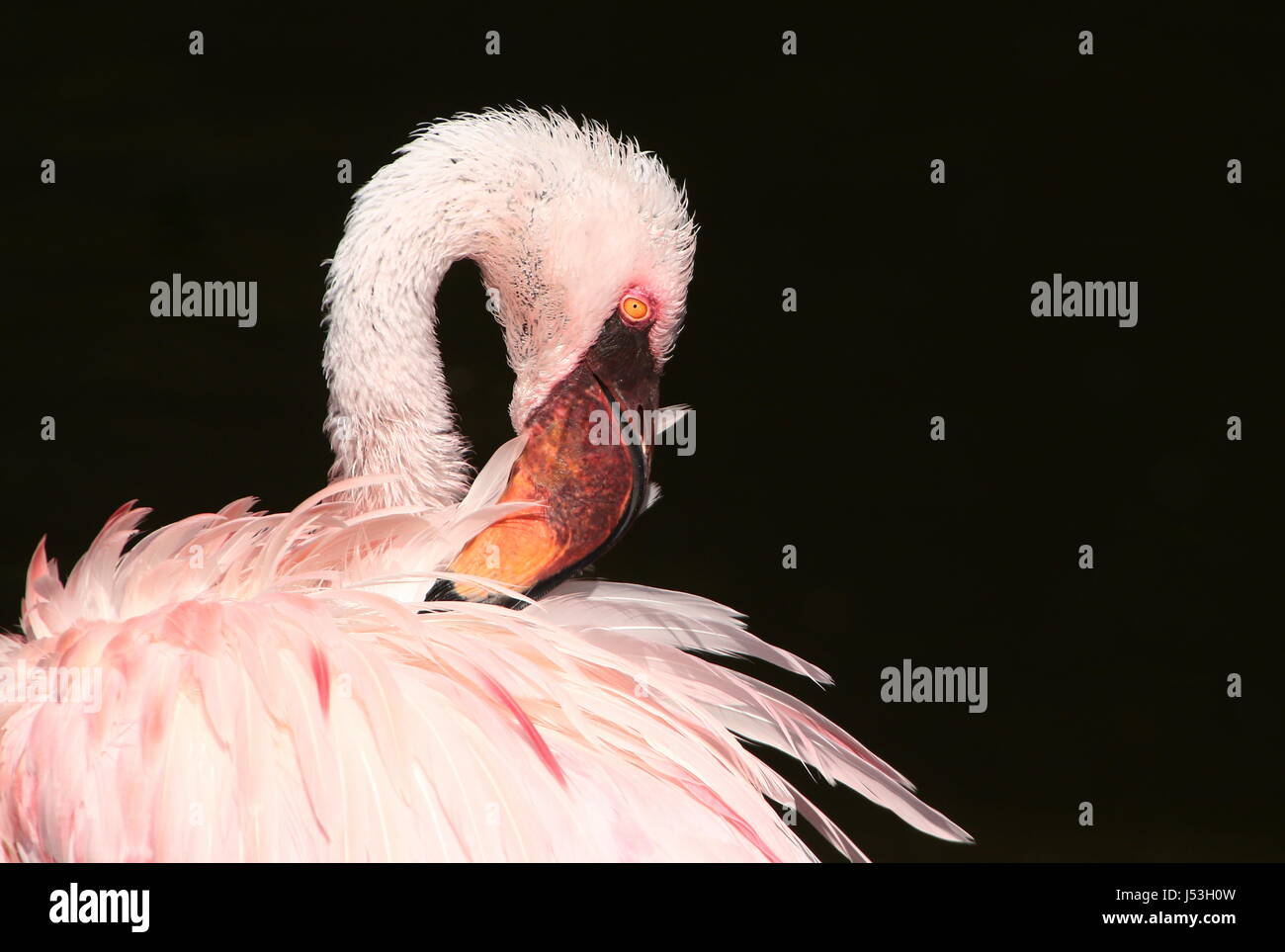Portrait closeup of a preening African Lesser flamingo (Phoeniconaias ...