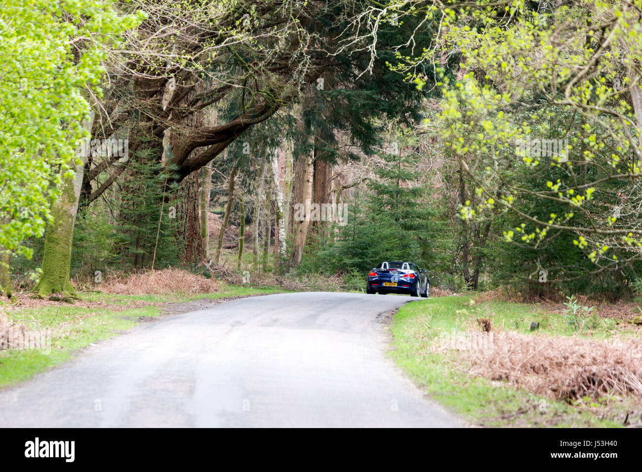 Car driving along Bolderwood Arboretum Ornamental Drive, New Forest ...