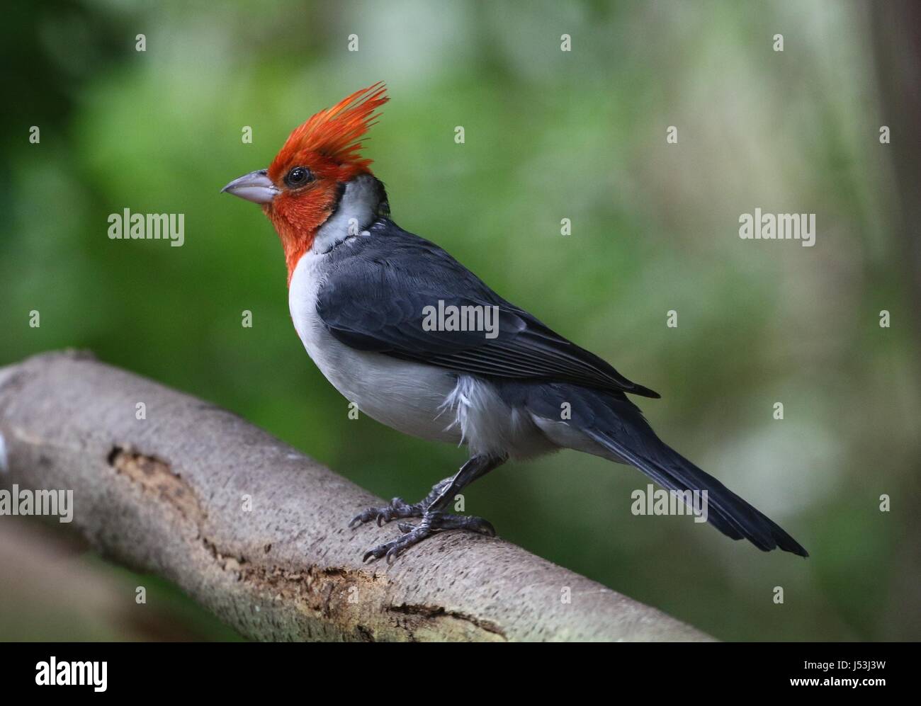 Cardenilla crestada hi-res stock photography and images - Alamy