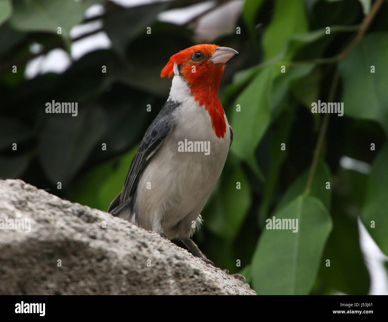 Cardenilla crestada hi-res stock photography and images - Alamy