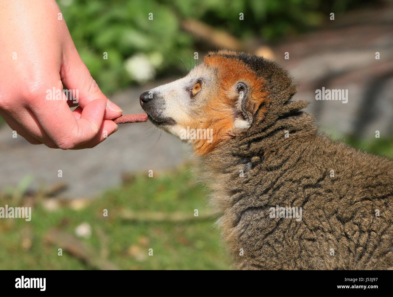 Crown lemur hi-res stock photography and images - Alamy