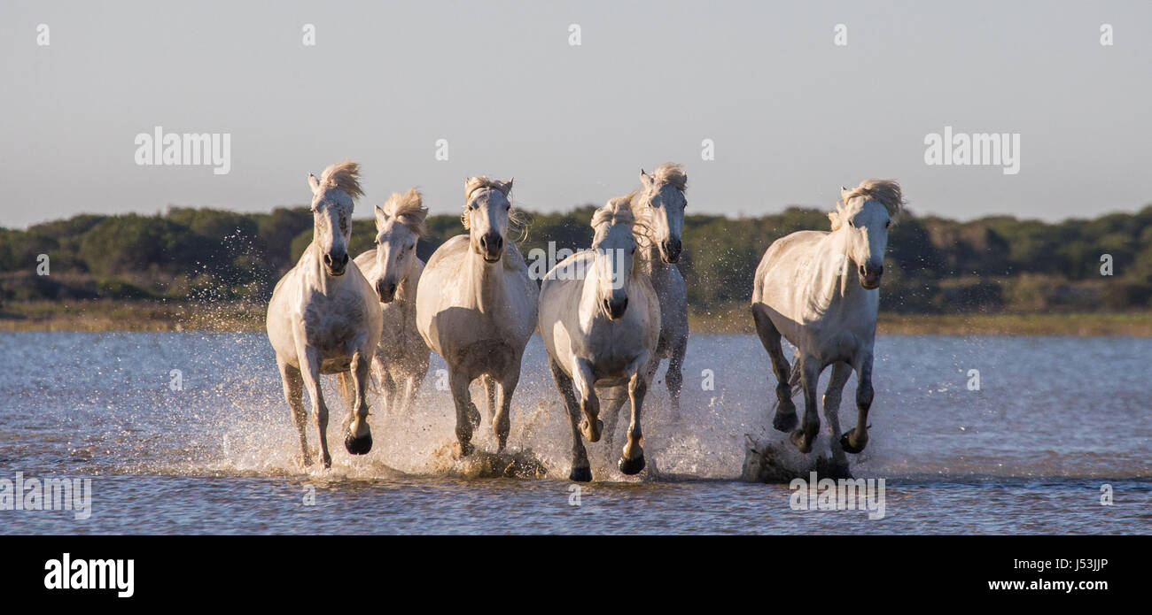 White Camargue Horses run in the swamps nature reserve. Parc Regional ...