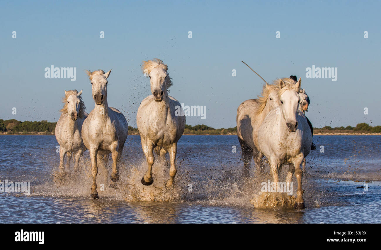 White Camargue Horses run in the swamps nature reserve. Parc Regional ...