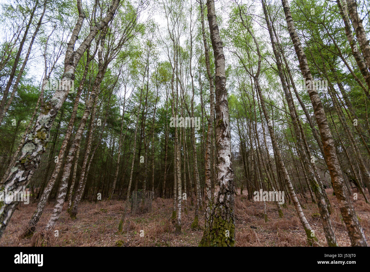 Bolderwood Arboretum Ornamental Drive, New Forest National Park ...