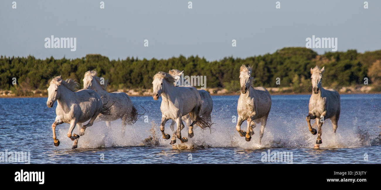 White Camargue Horses run in the swamps nature reserve. Parc Regional ...