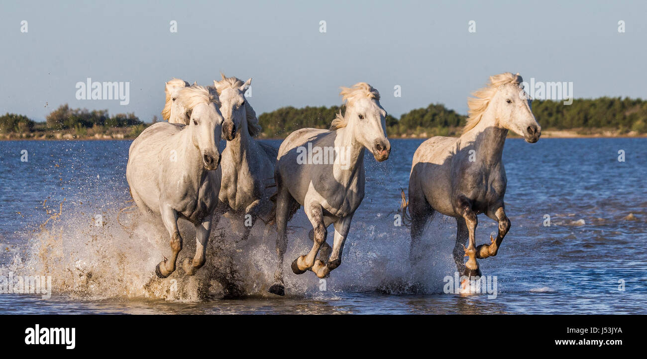 White Camargue Horses run in the swamps nature reserve. Parc Regional ...