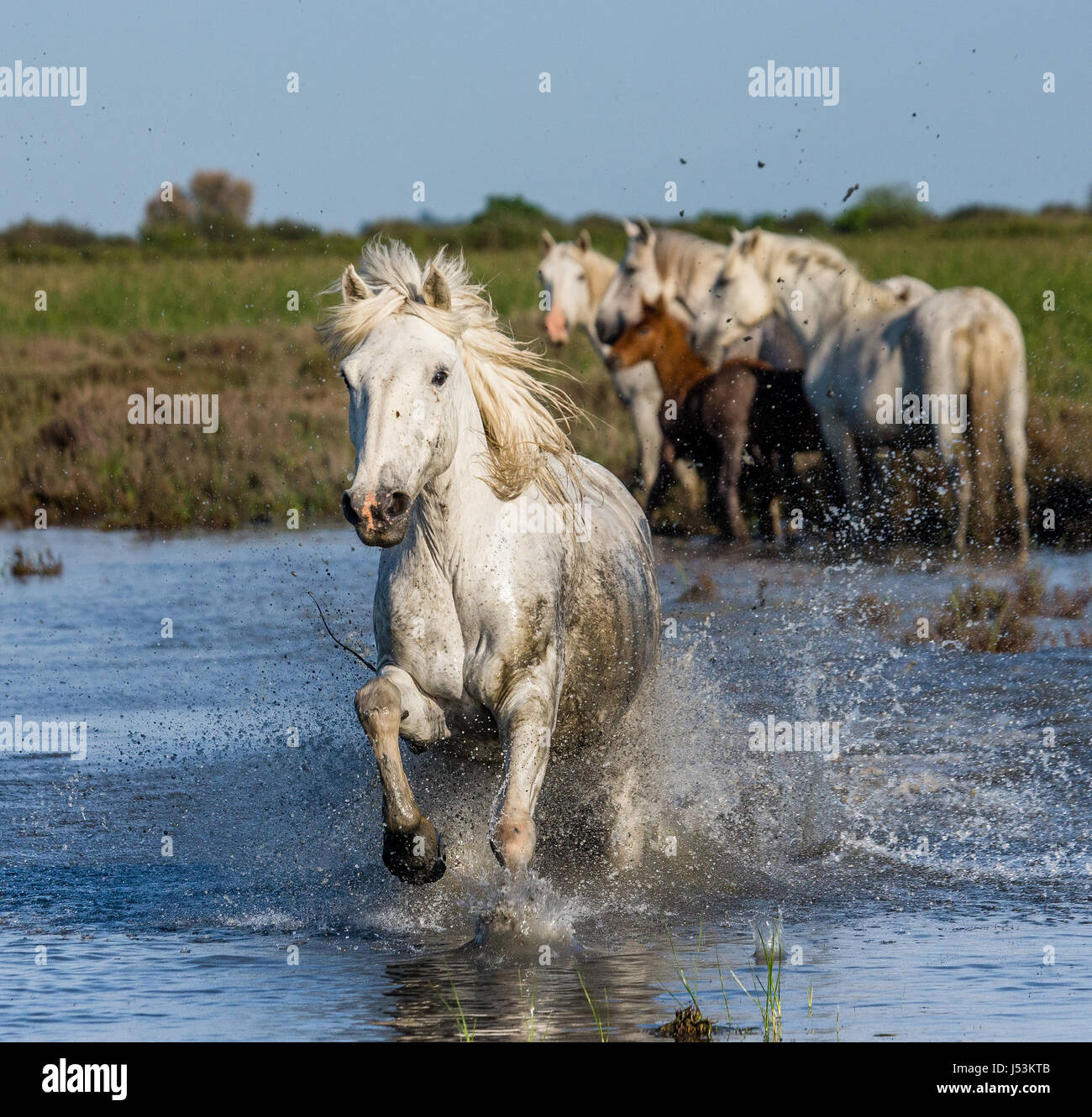 White Camargue Horses run in the swamps nature reserve. Parc Regional ...
