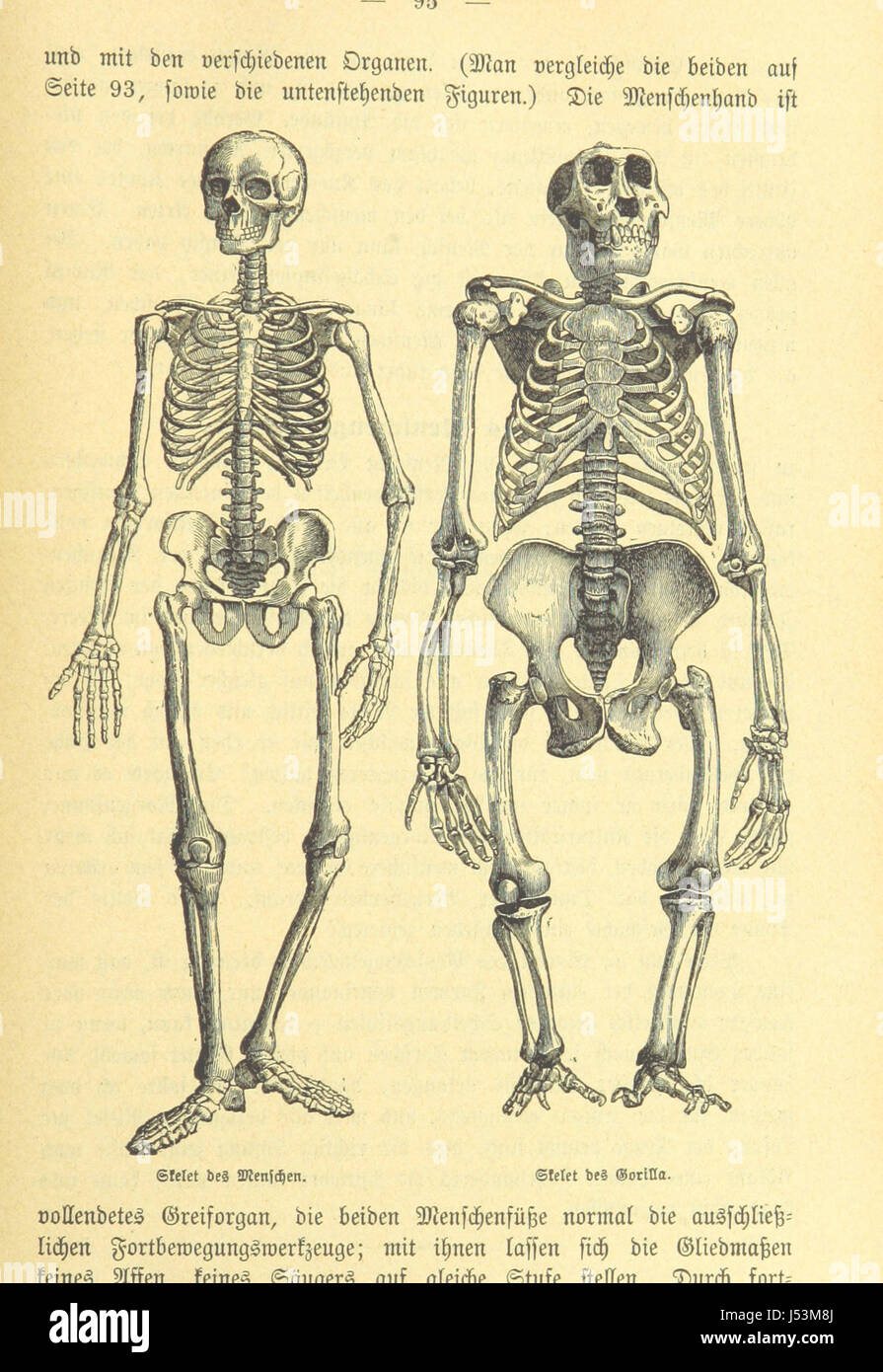 Der Mensch und seine Rassen. Mit ... Illustrationen Stock Photo - Alamy