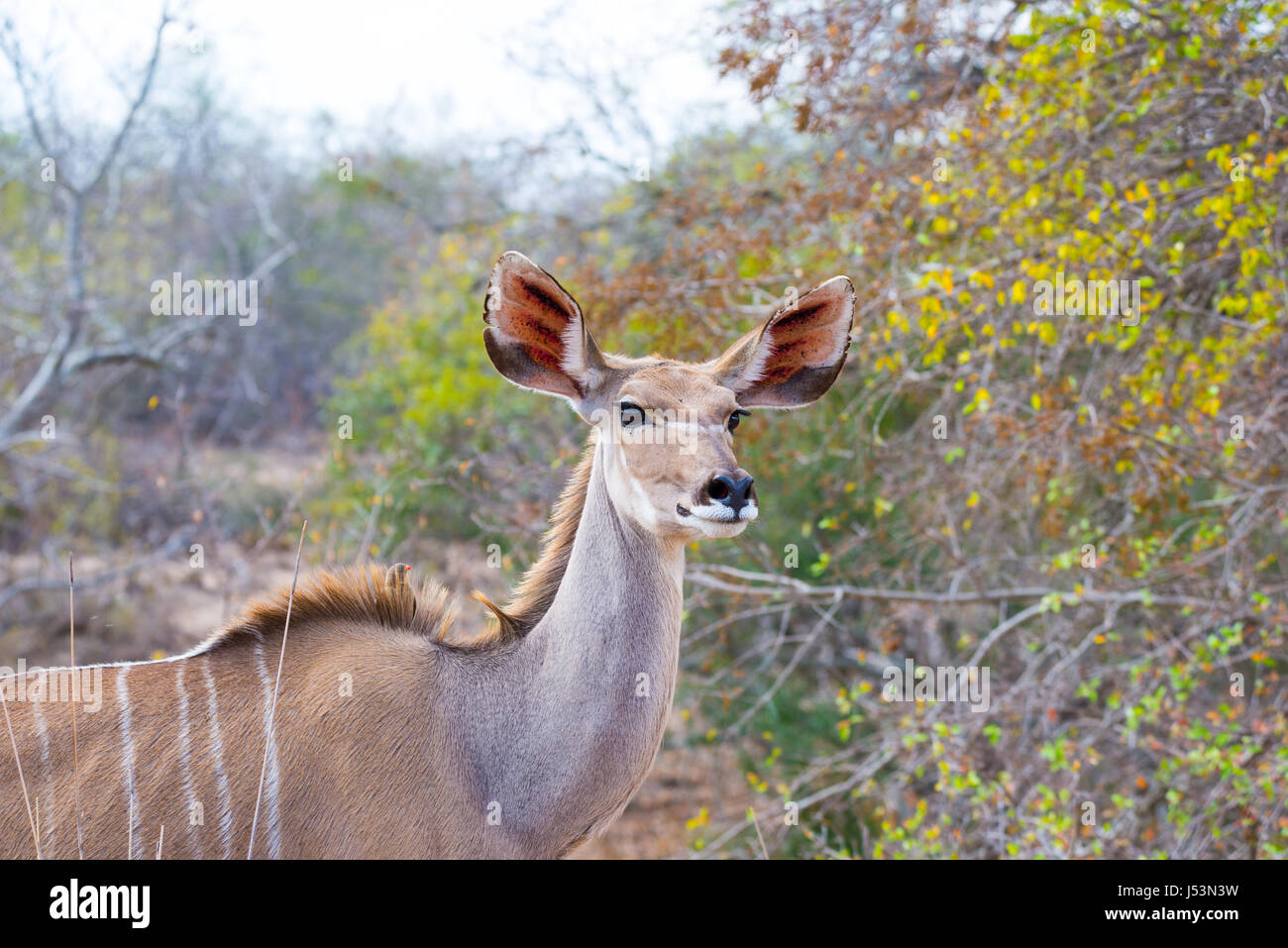 Kudu head hi-res stock photography and images - Alamy