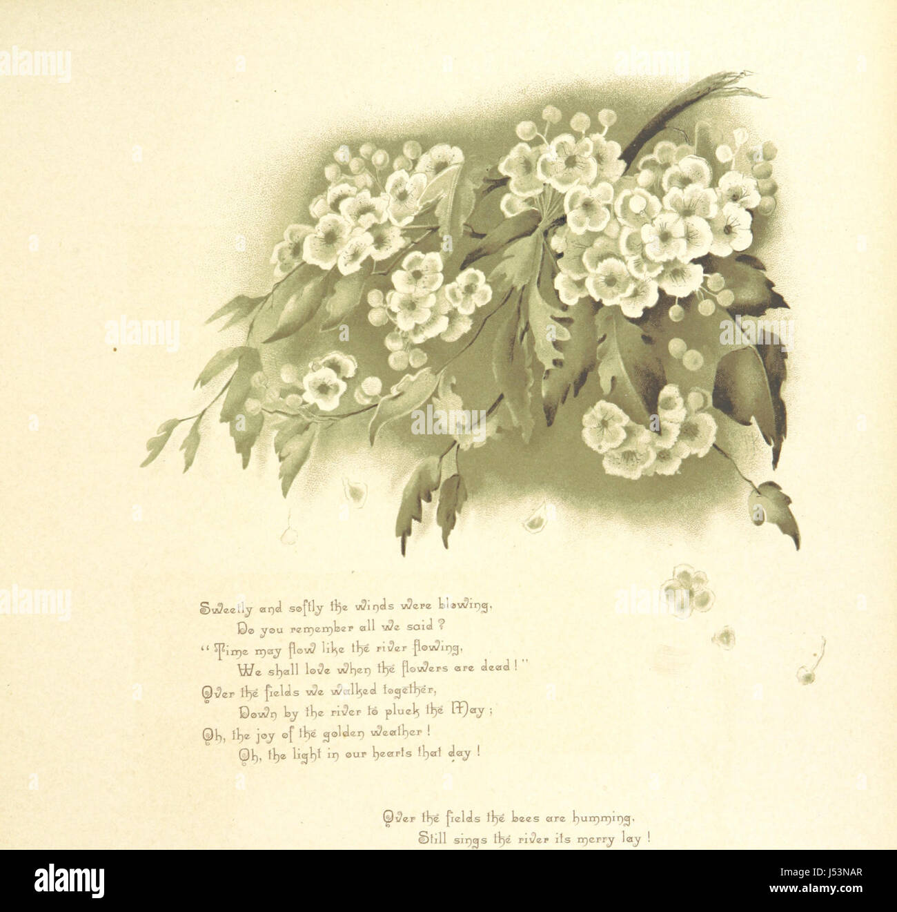 'Songs and Echoes' is a literary work illustrated by E. Barnard. It ...