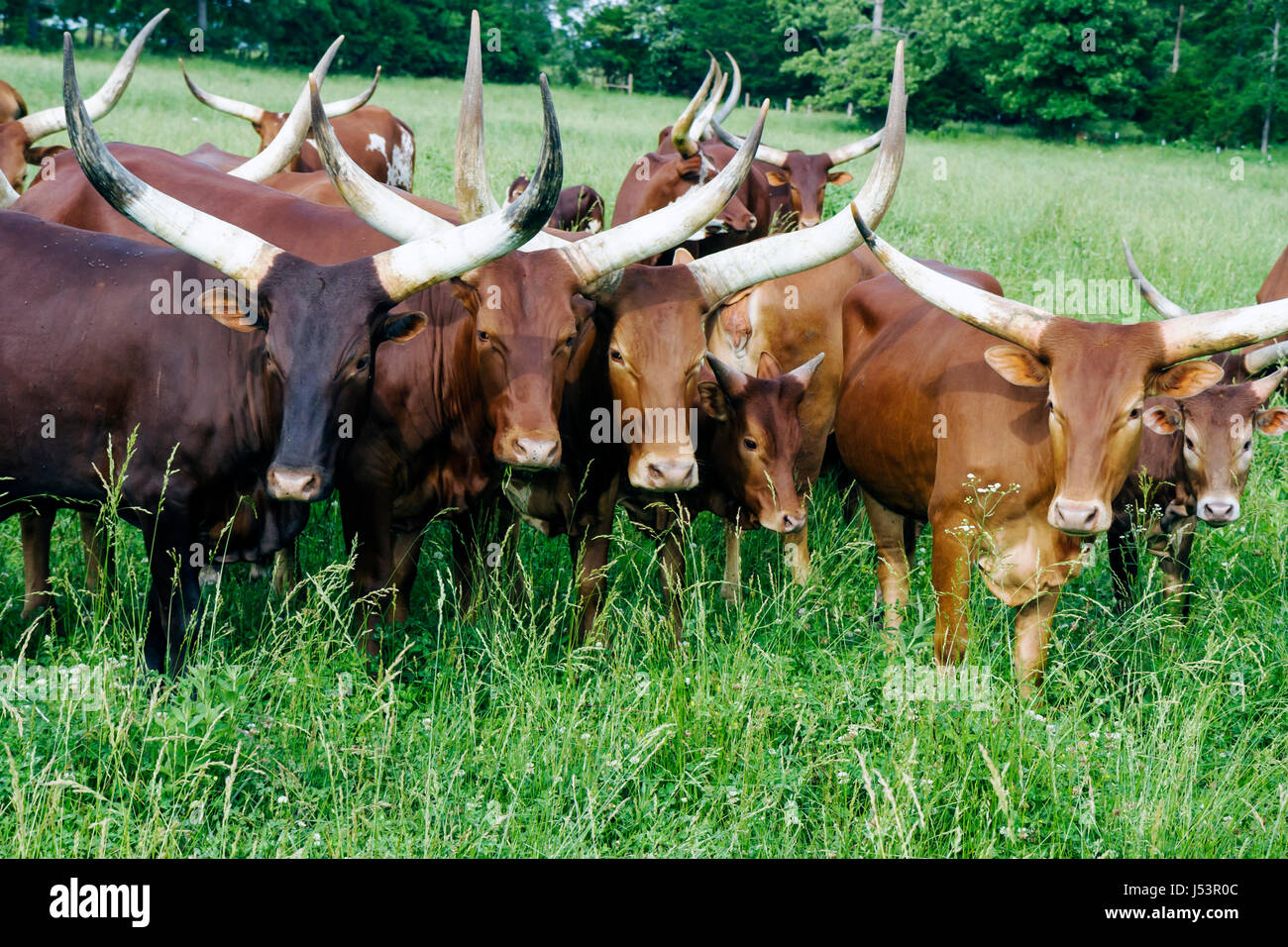 African Cattle America High Resolution Stock Photography and Images - Alamy