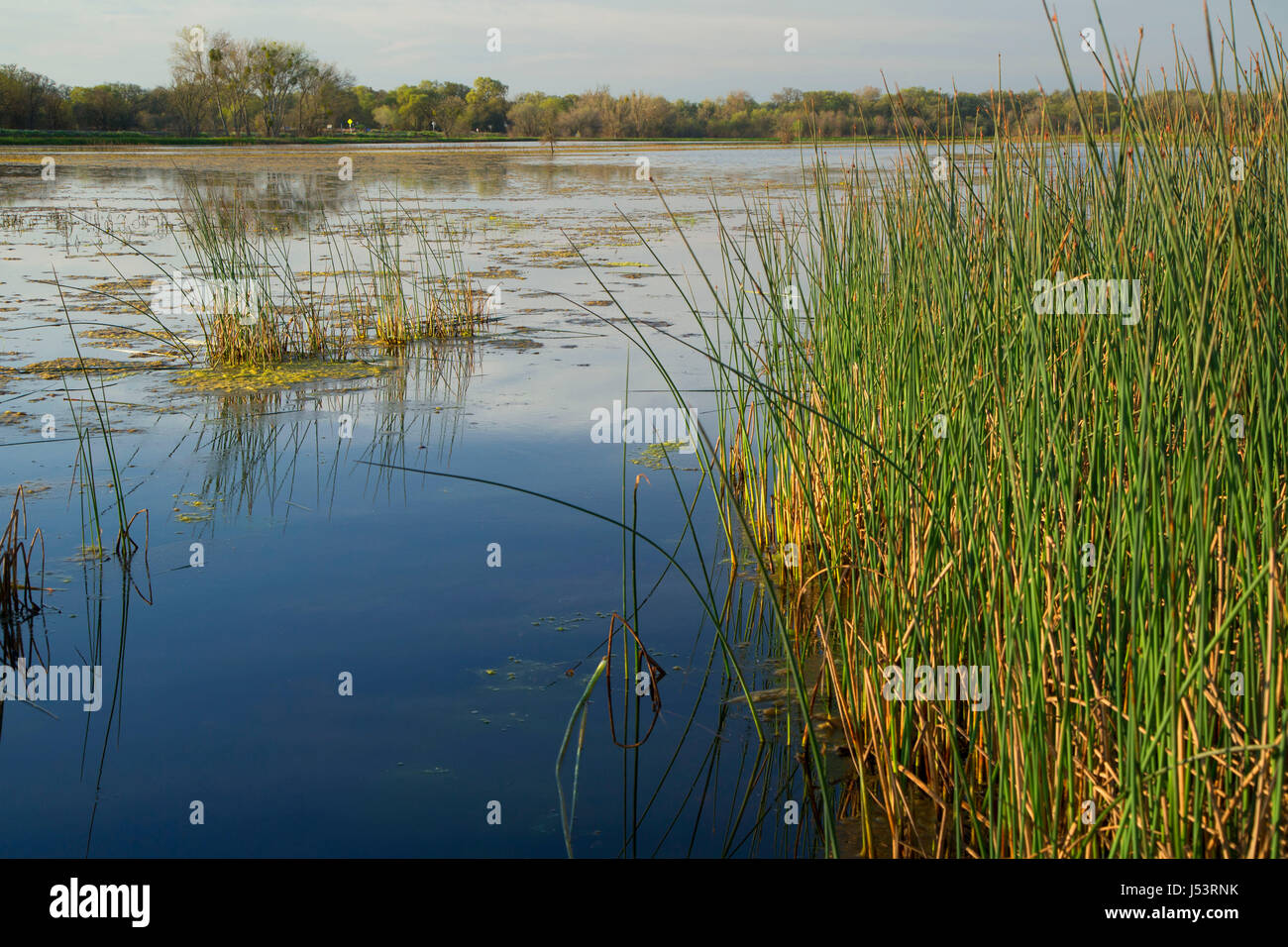 Marsh bulrush along Boardwalk Trail, Cosumnes River Preserve ...