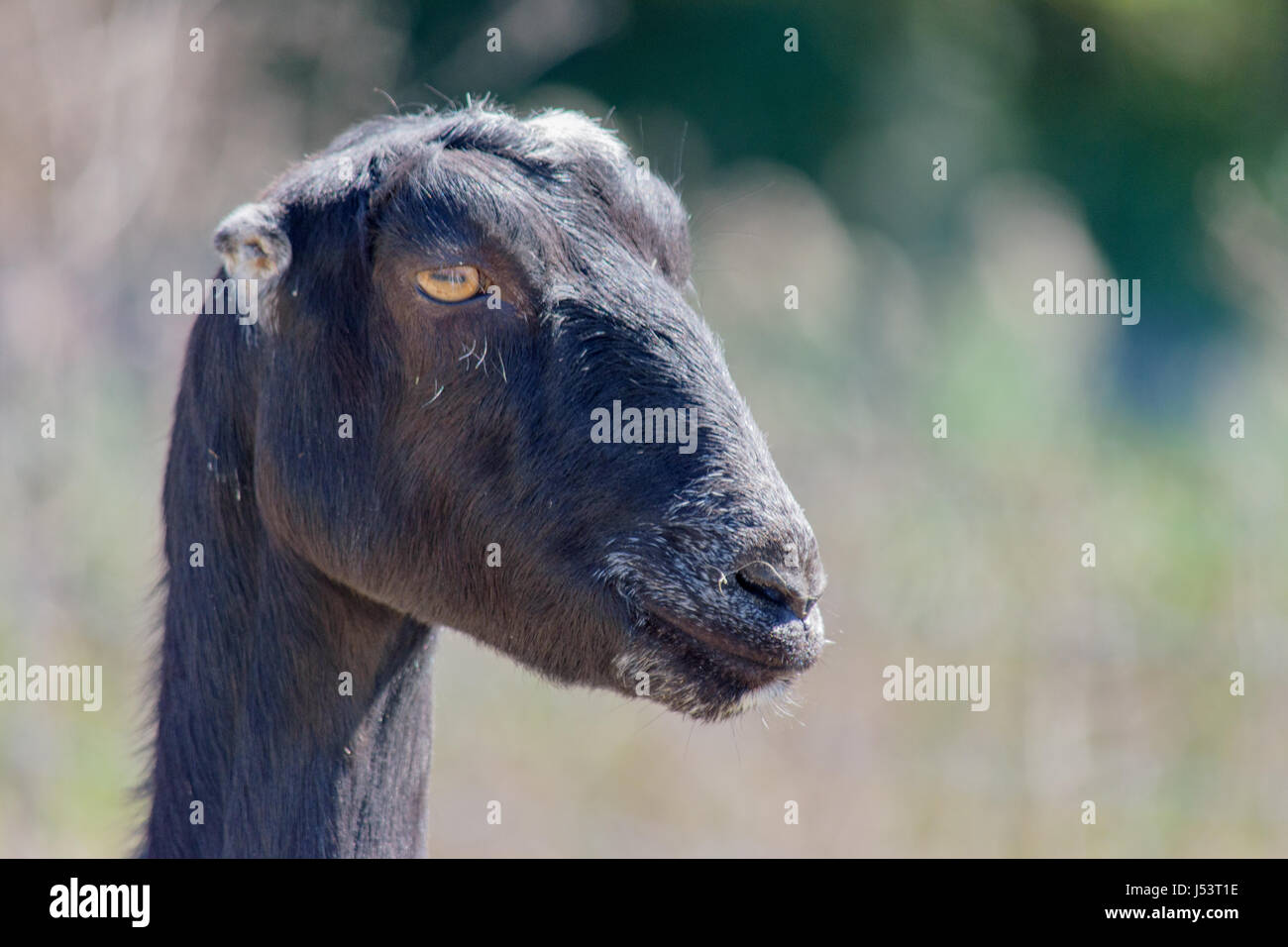 Beautiful goat hi-res stock photography and images - Alamy