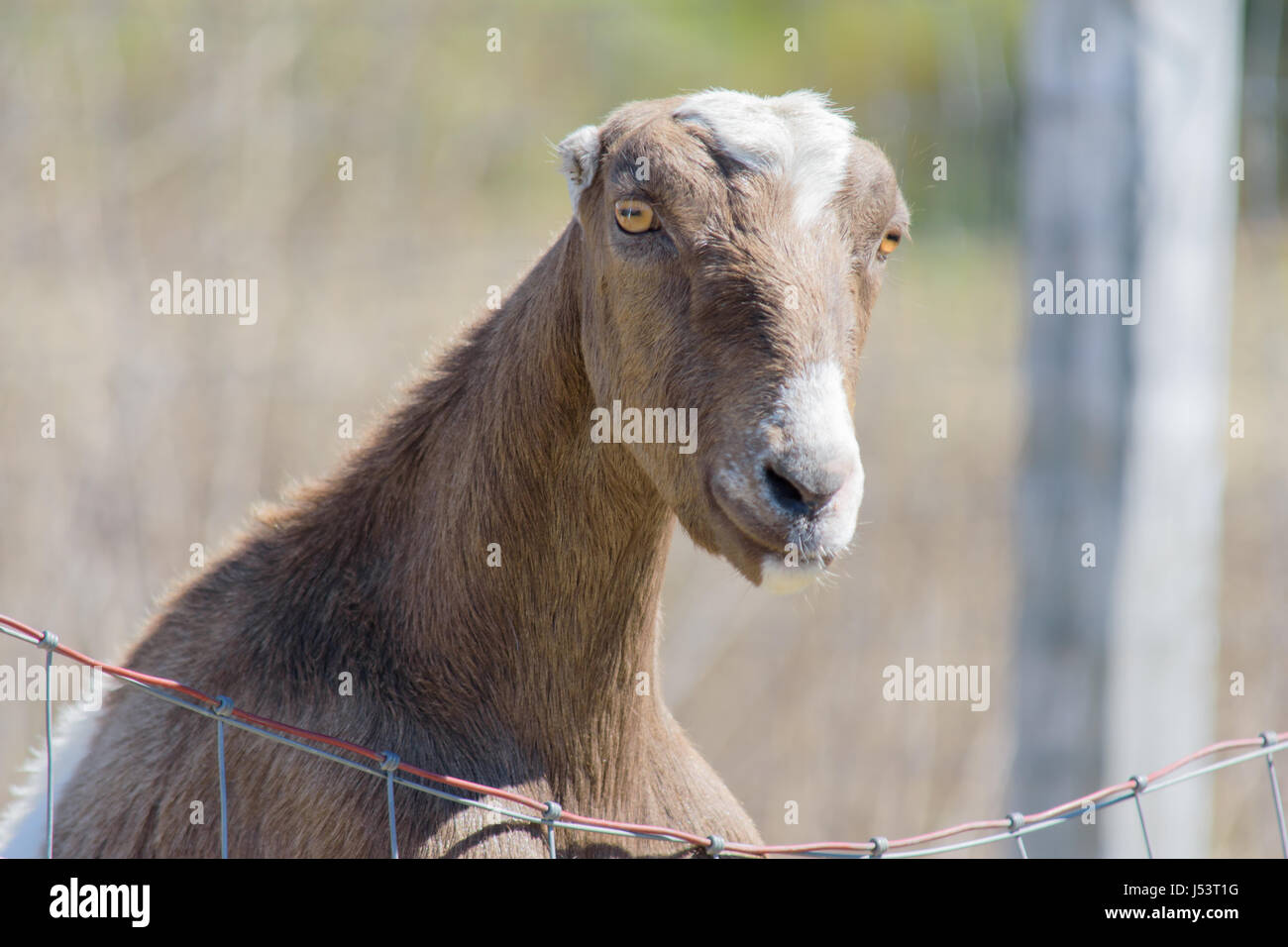 Beautiful goat hi-res stock photography and images - Alamy