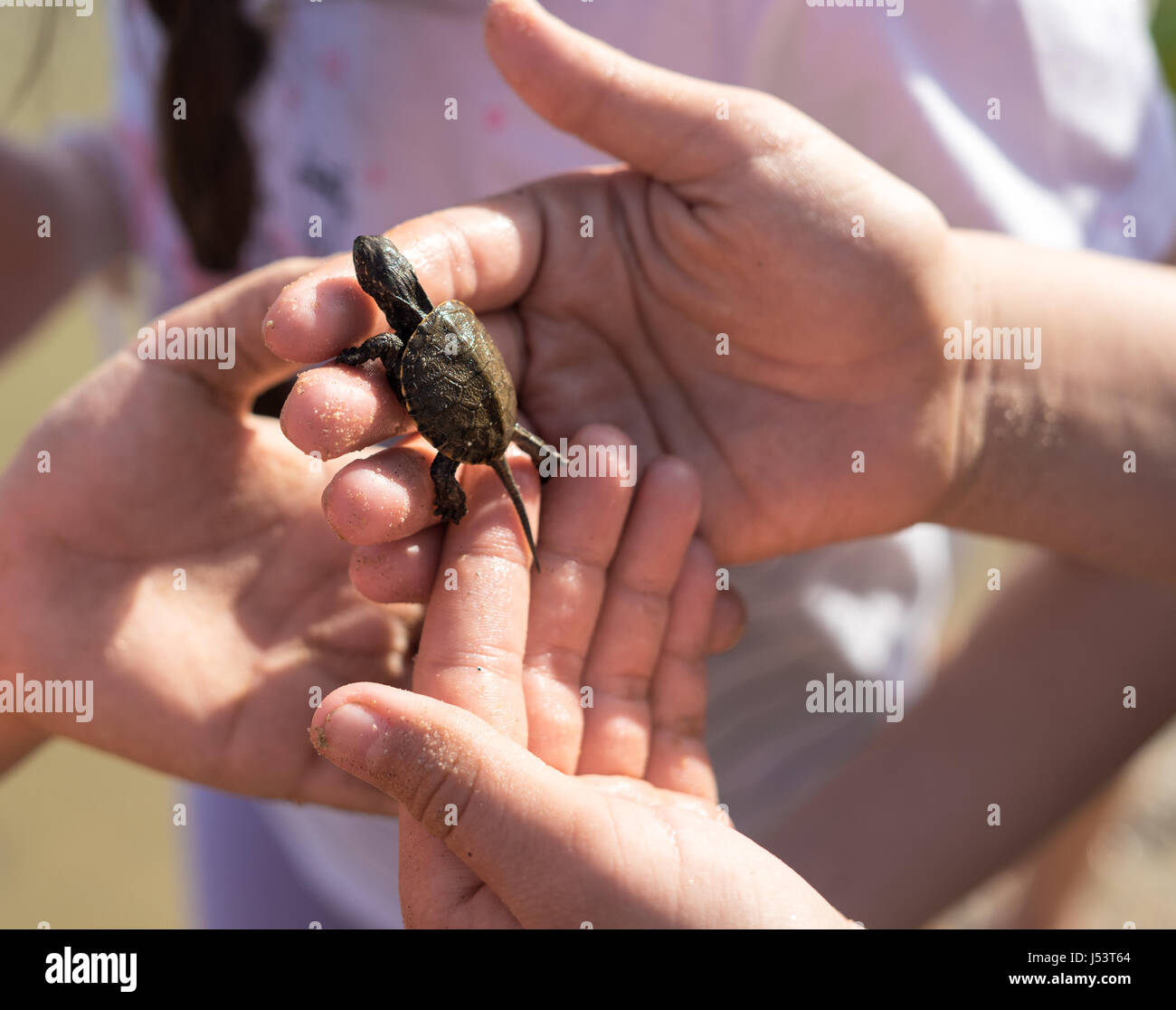Hand holding turtle hi-res stock photography and images - Alamy