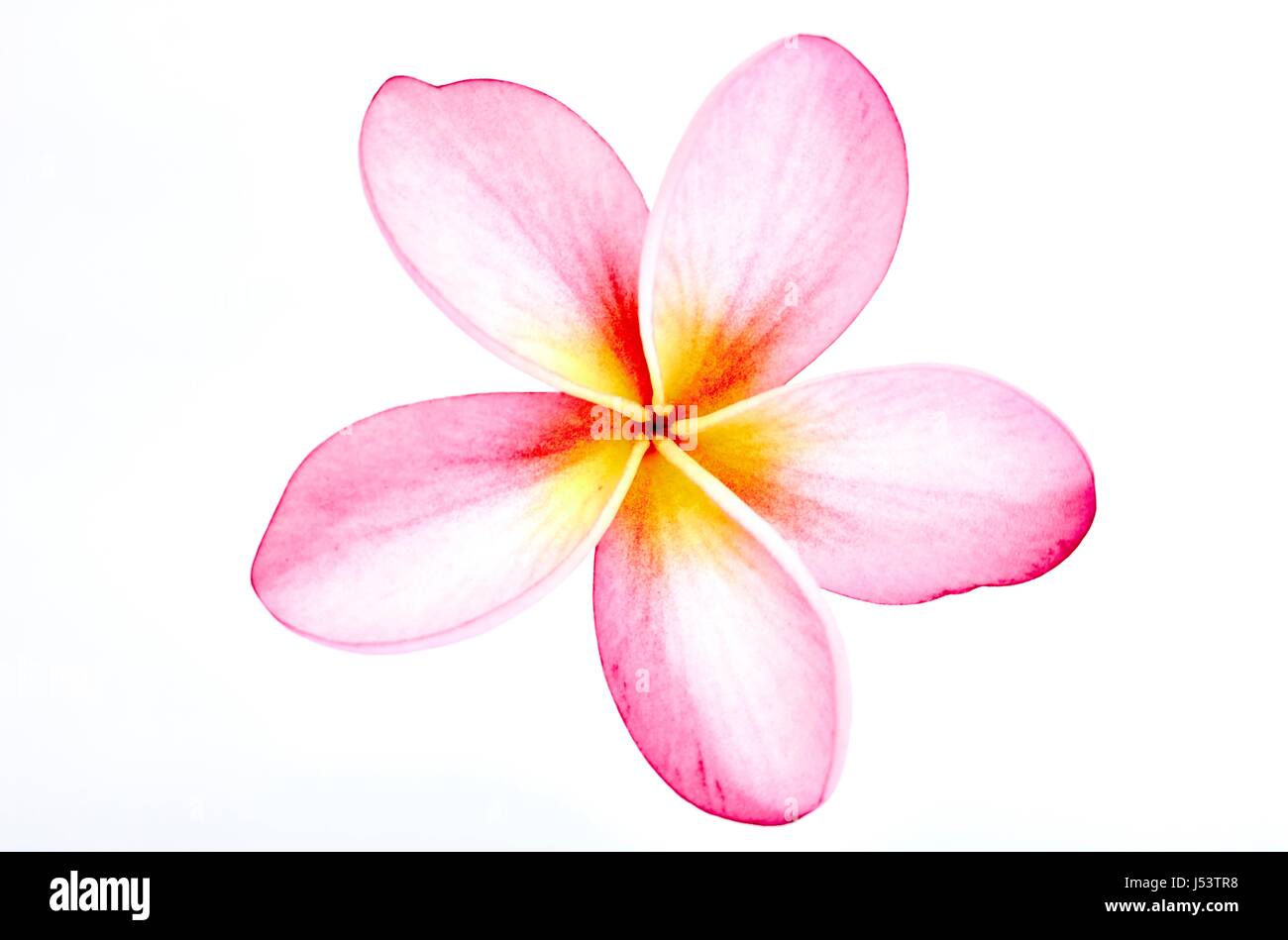 Pink frangipani frame Cut Out Stock Images & Pictures - Alamy