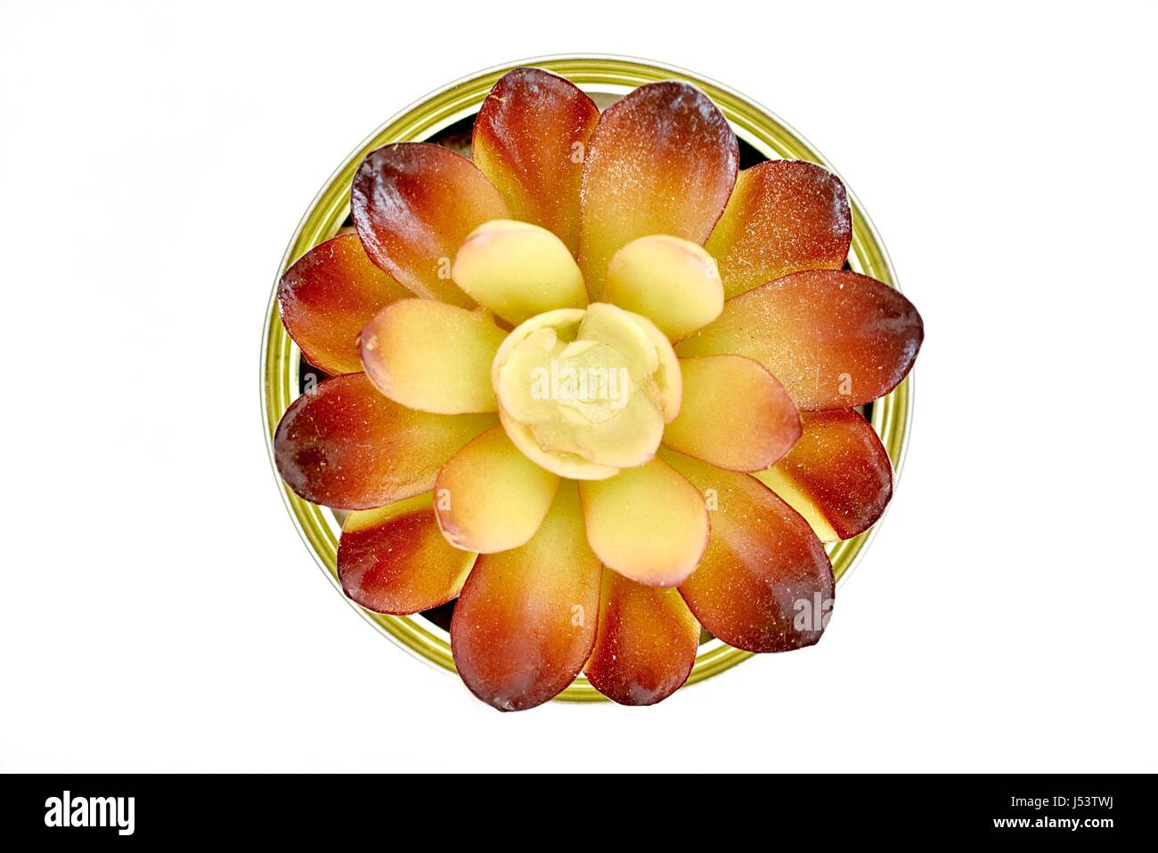 Potted plants table decoration Cut Out Stock Images & Pictures - Alamy