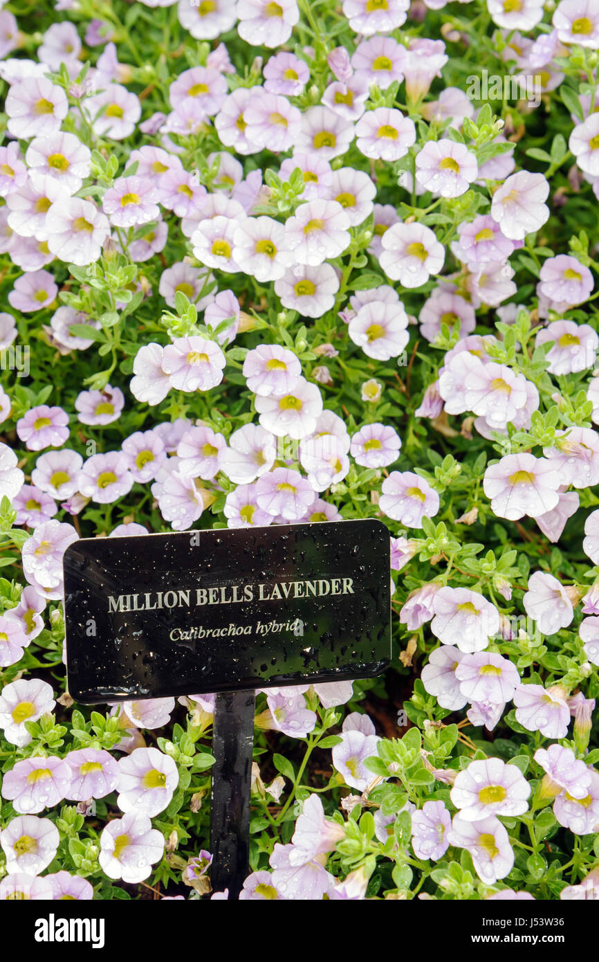 Arkansas Hot Springs,Garvan Woodland Gardens,lavender,Million Bells ...