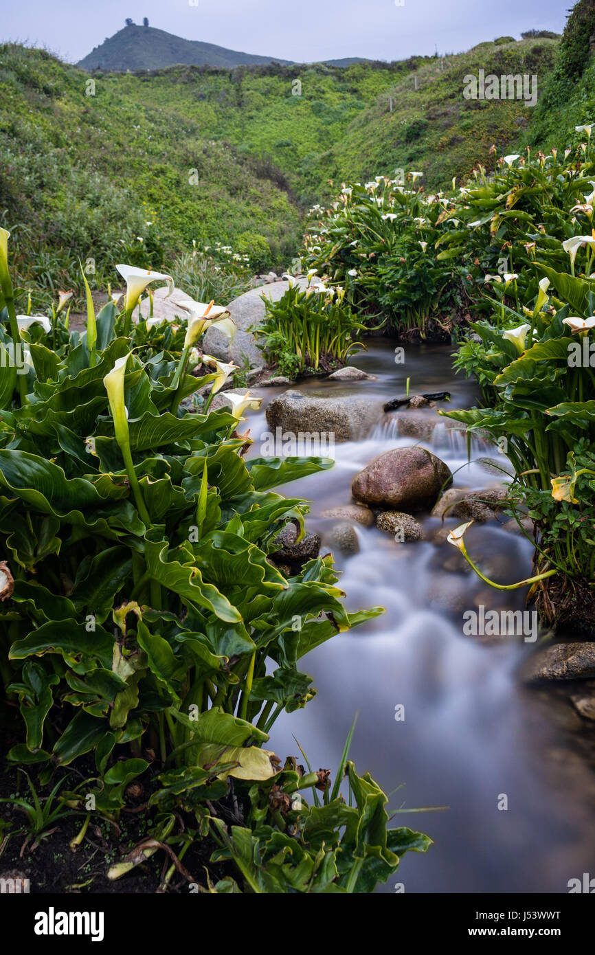 Calla Lilies at Garrapata State Beach Stock Photo - Alamy