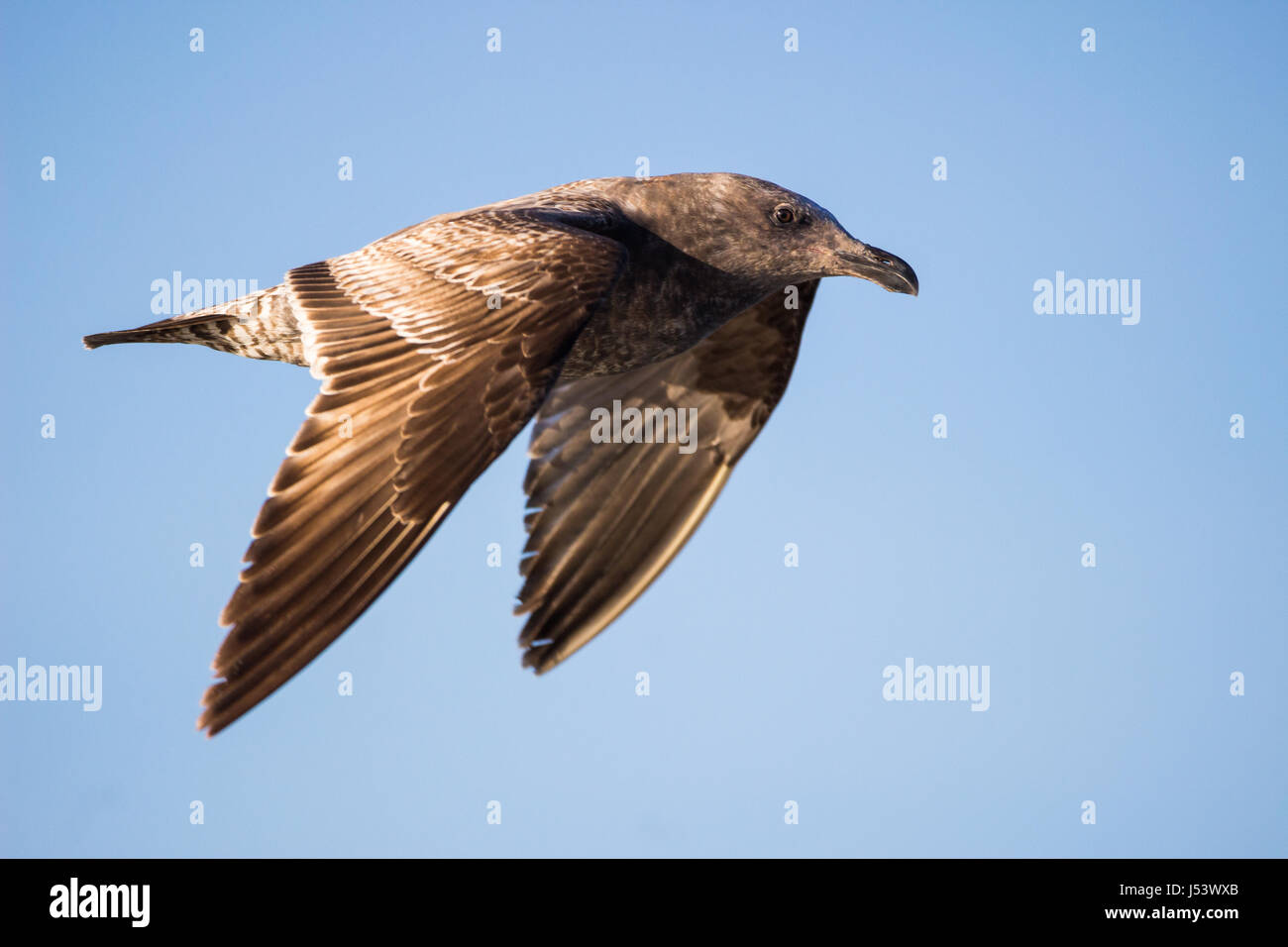 A Juvenile Western Gull flying Stock Photo - Alamy