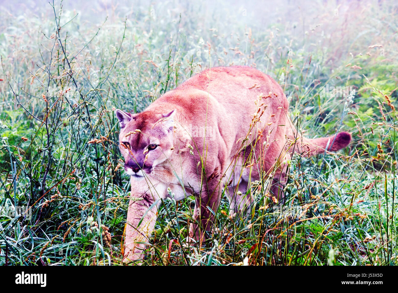 Ozark Mountains Animals