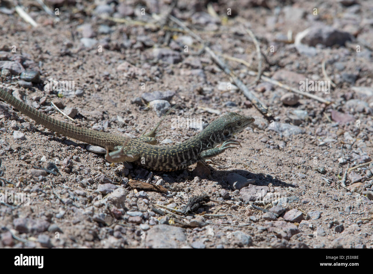 Hot lizards hi-res stock photography and images - Alamy