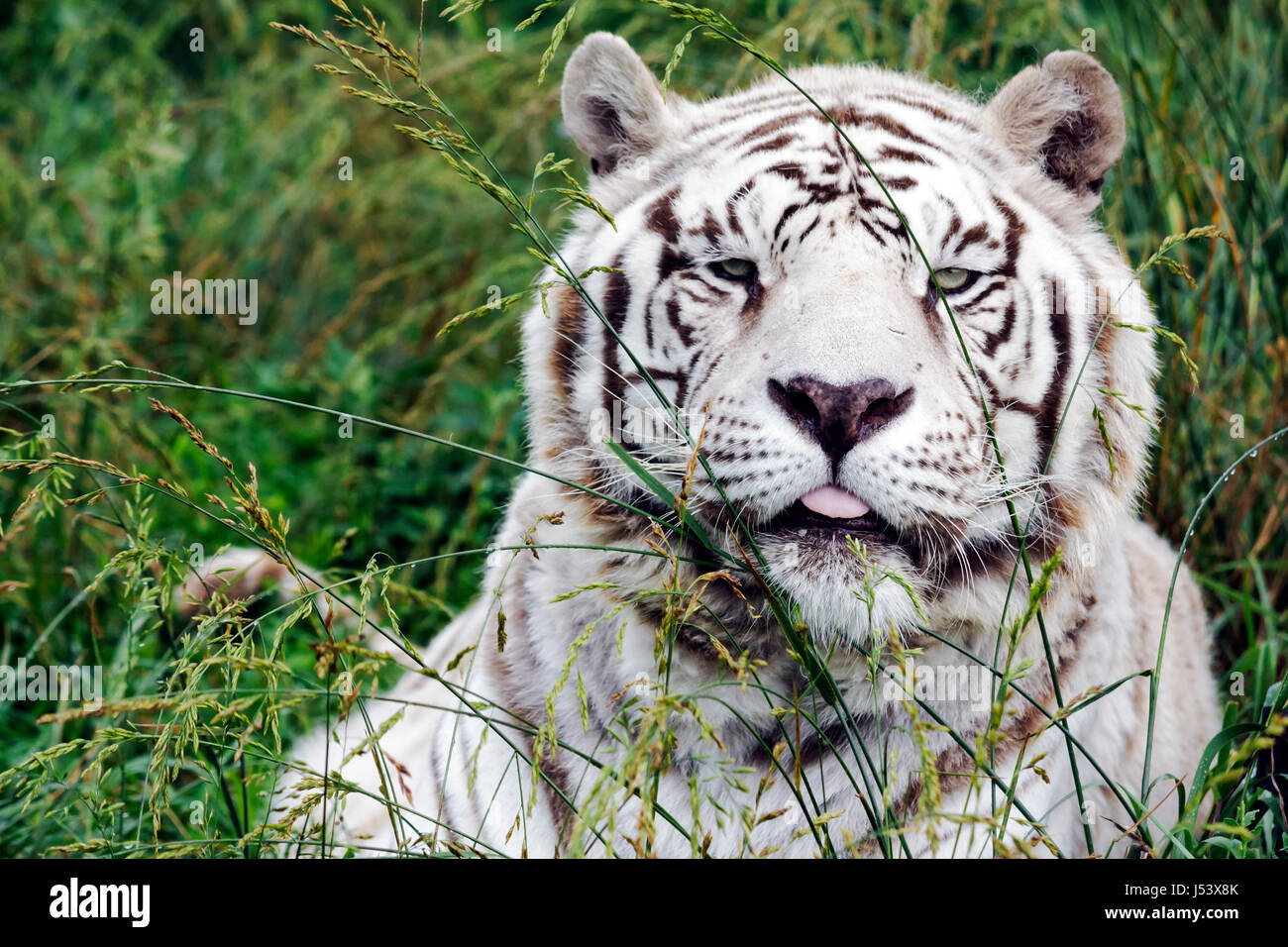 North America Wild Cats High Resolution Stock Photography and Images ...
