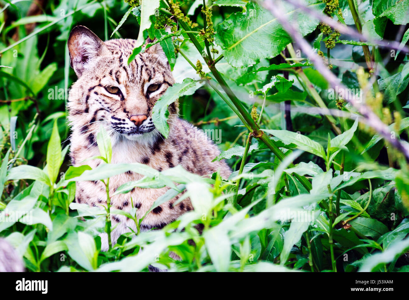 Ozark Mountains Animals