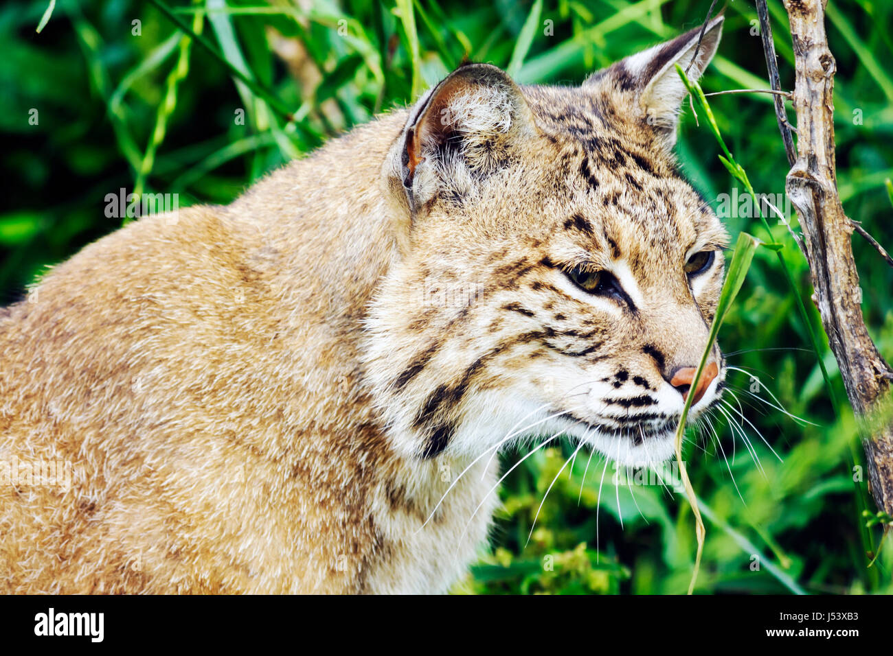 Ozark Mountains Animals
